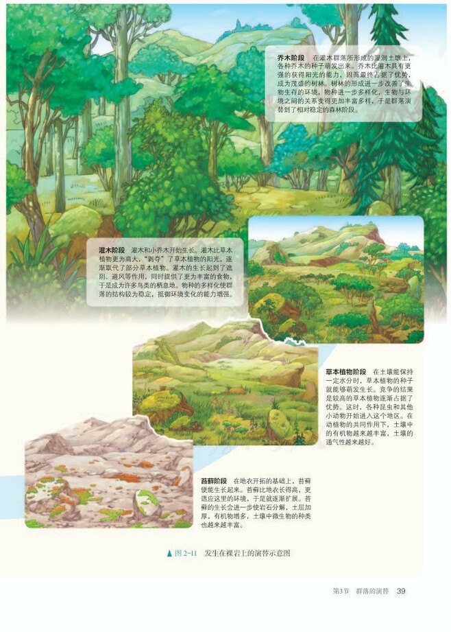 第3节 群落的演替2019年审定人教版高中生物选修2中学课本网